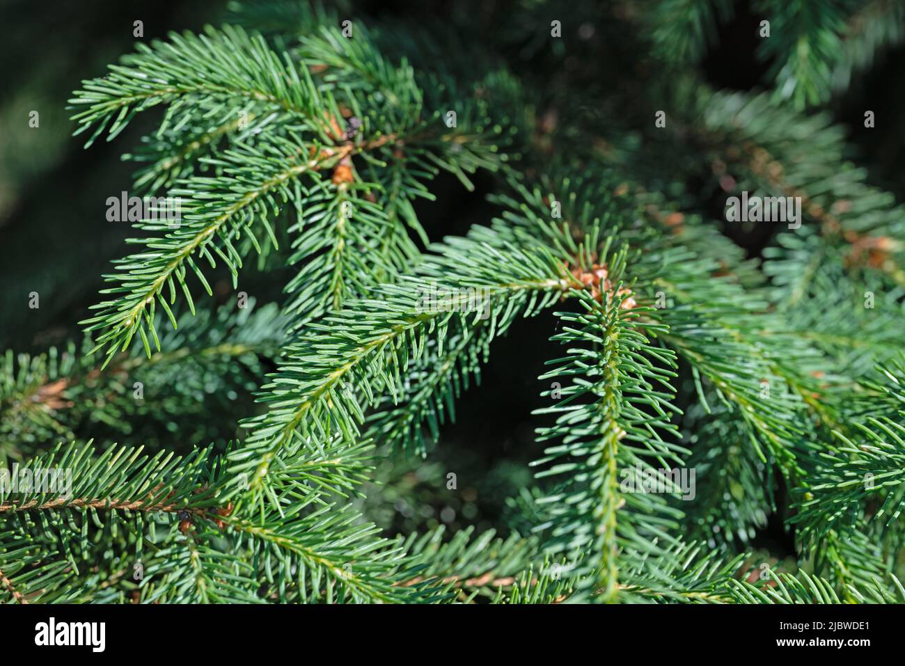 Branches of spruce hi-res stock photography and images - Alamy