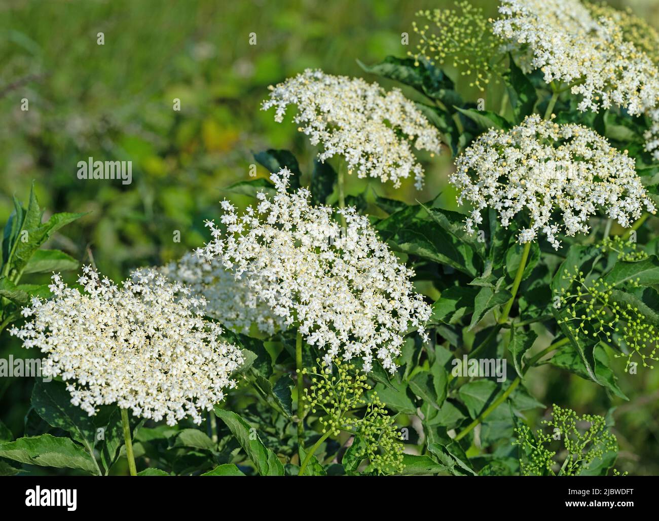 Flowering elderberry in early summer Stock Photo - Alamy