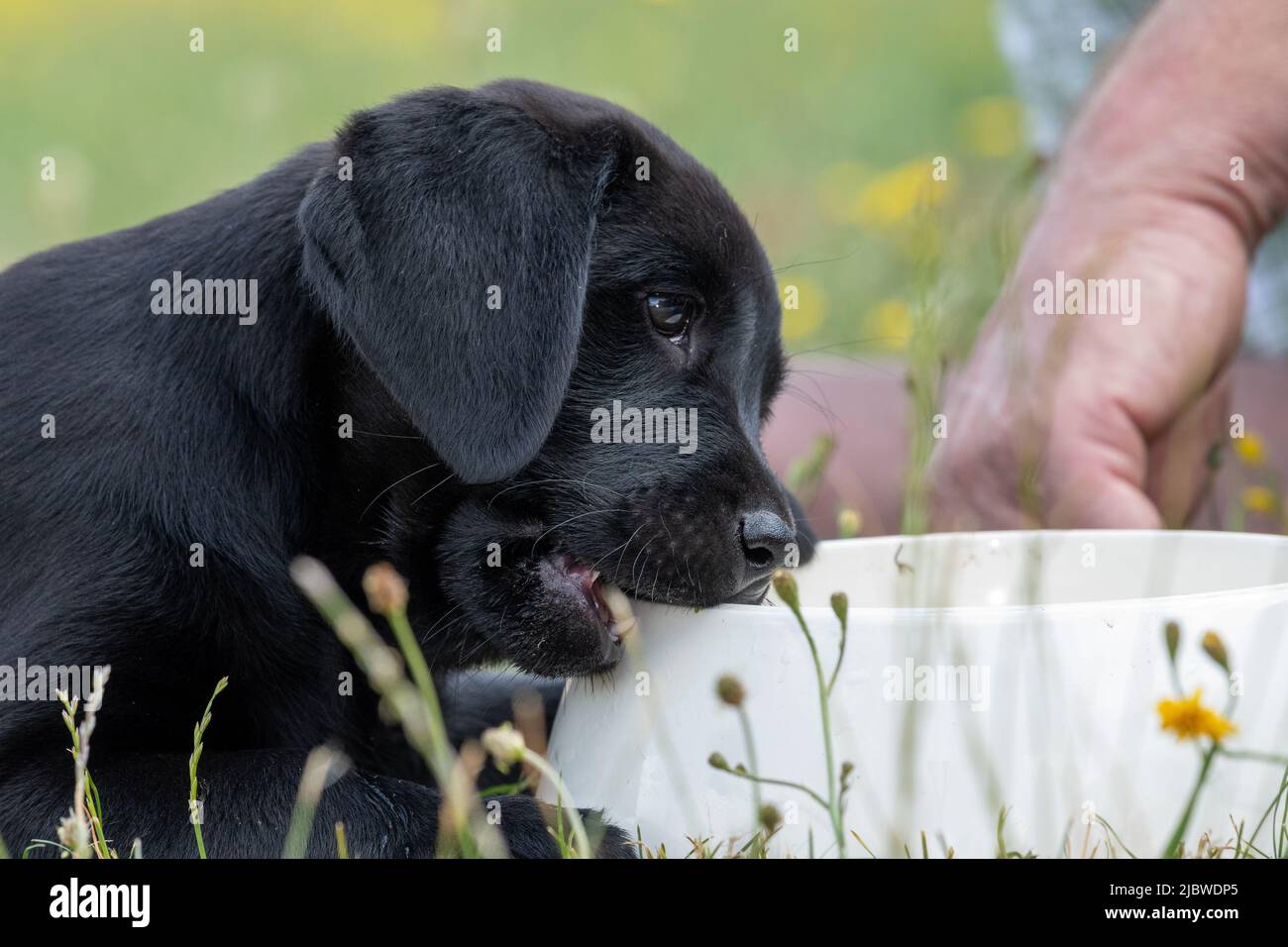 Cute portrait of an 8 week old black Labrador puppy chewing it's food ...