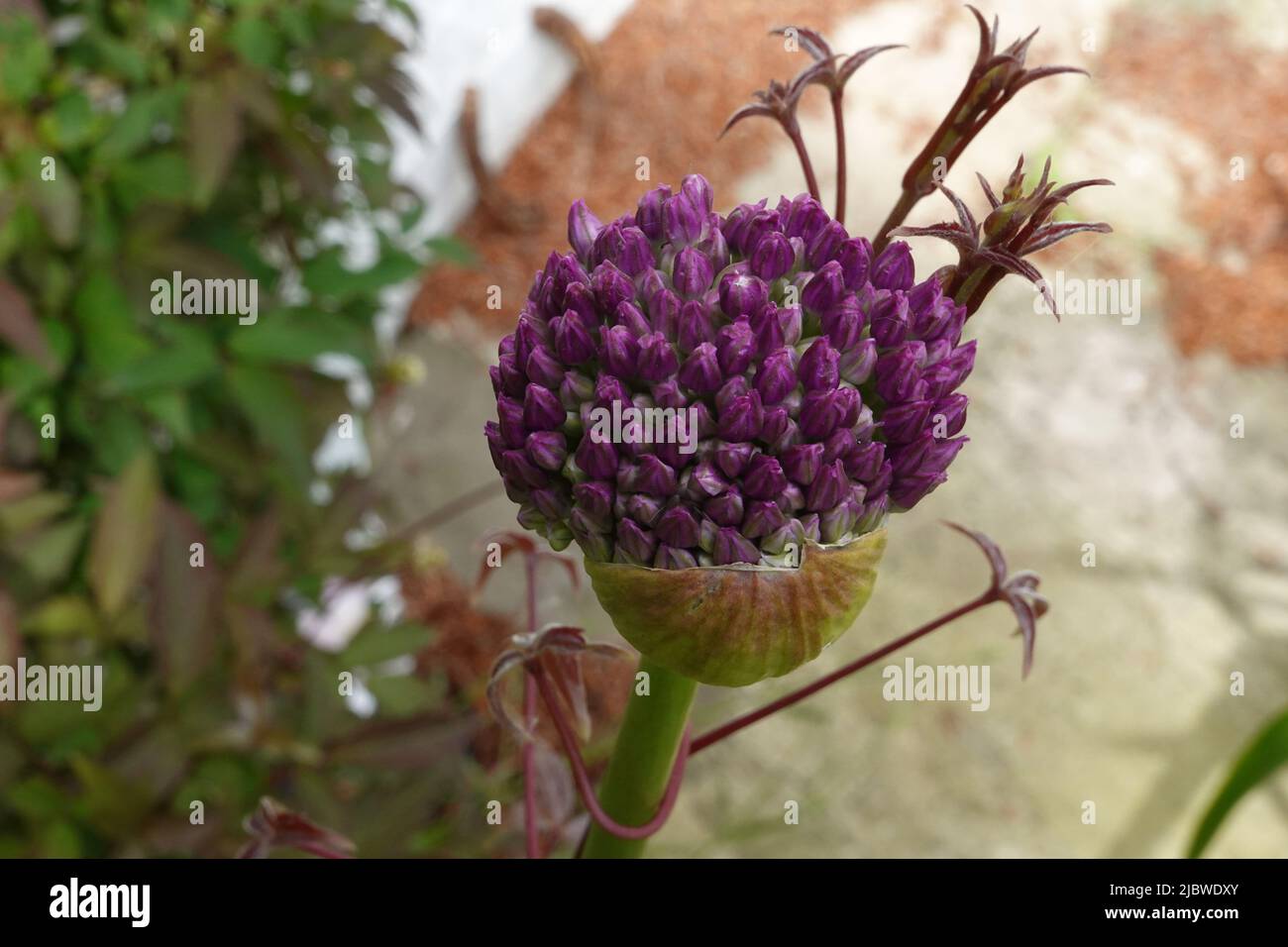 Allium giganteum a member of the Amarylllidacease family Stock Photo ...