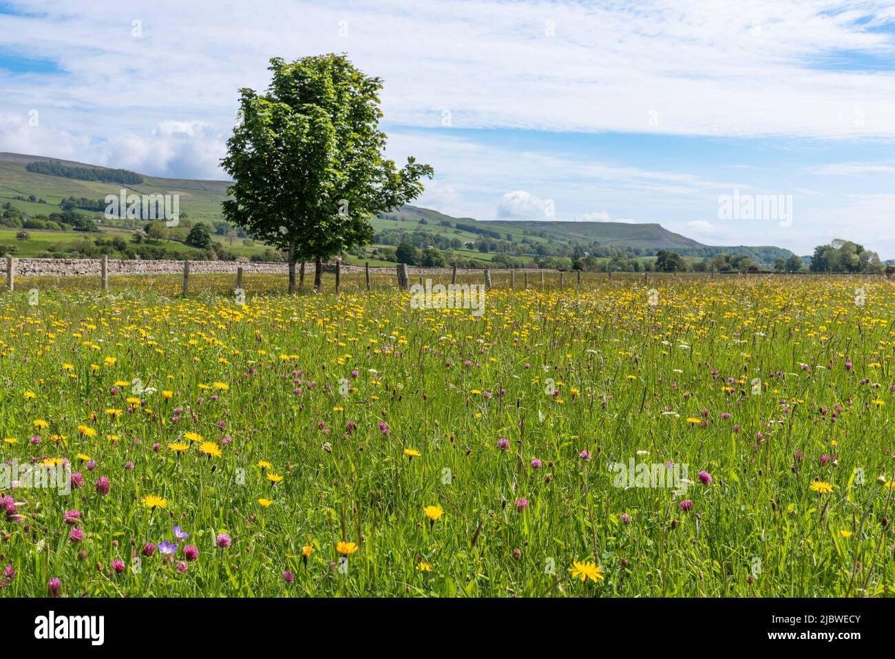 Young sycamore tree hi-res stock photography and images - Alamy