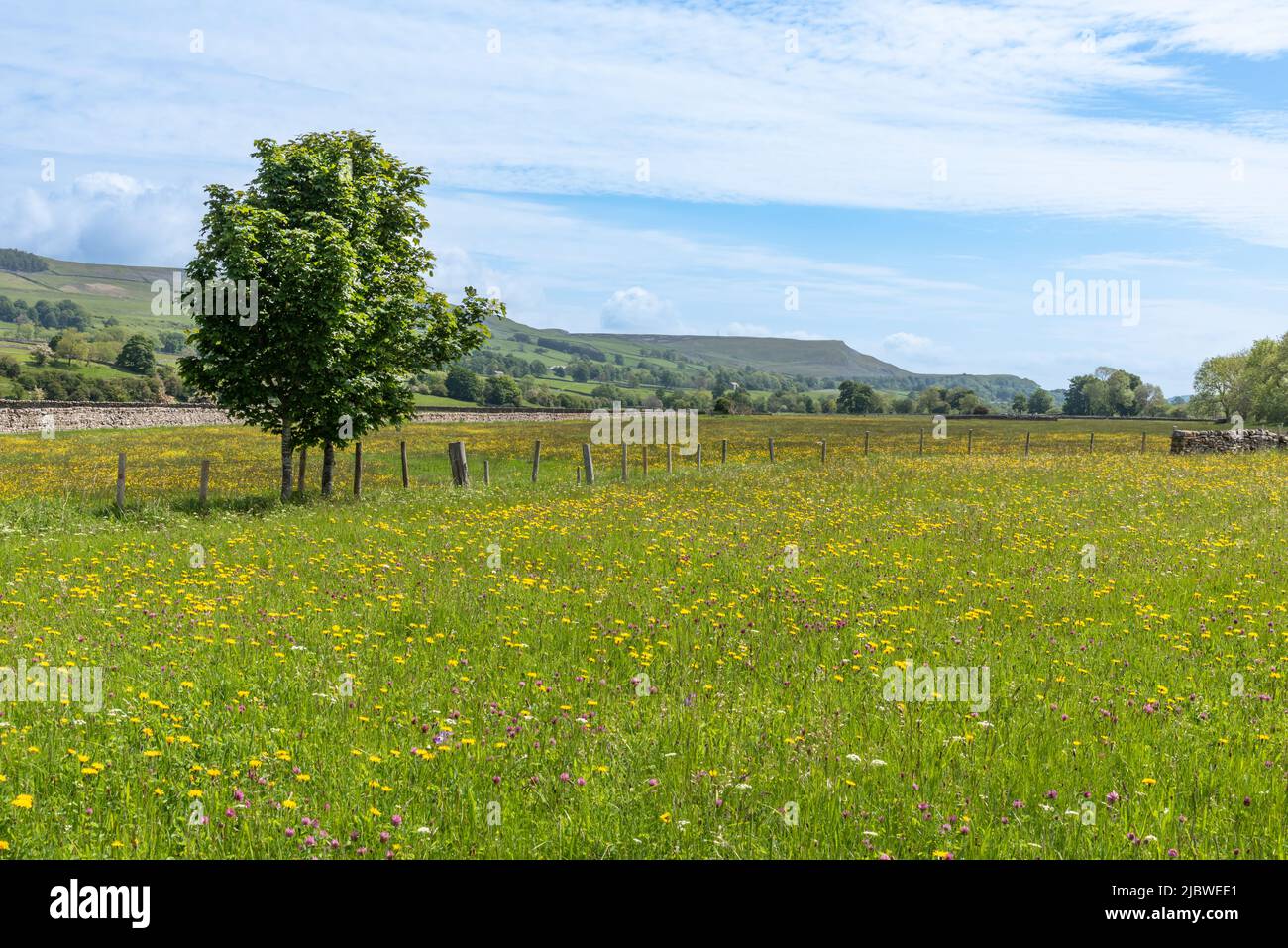 Young sycamore tree hi-res stock photography and images - Alamy