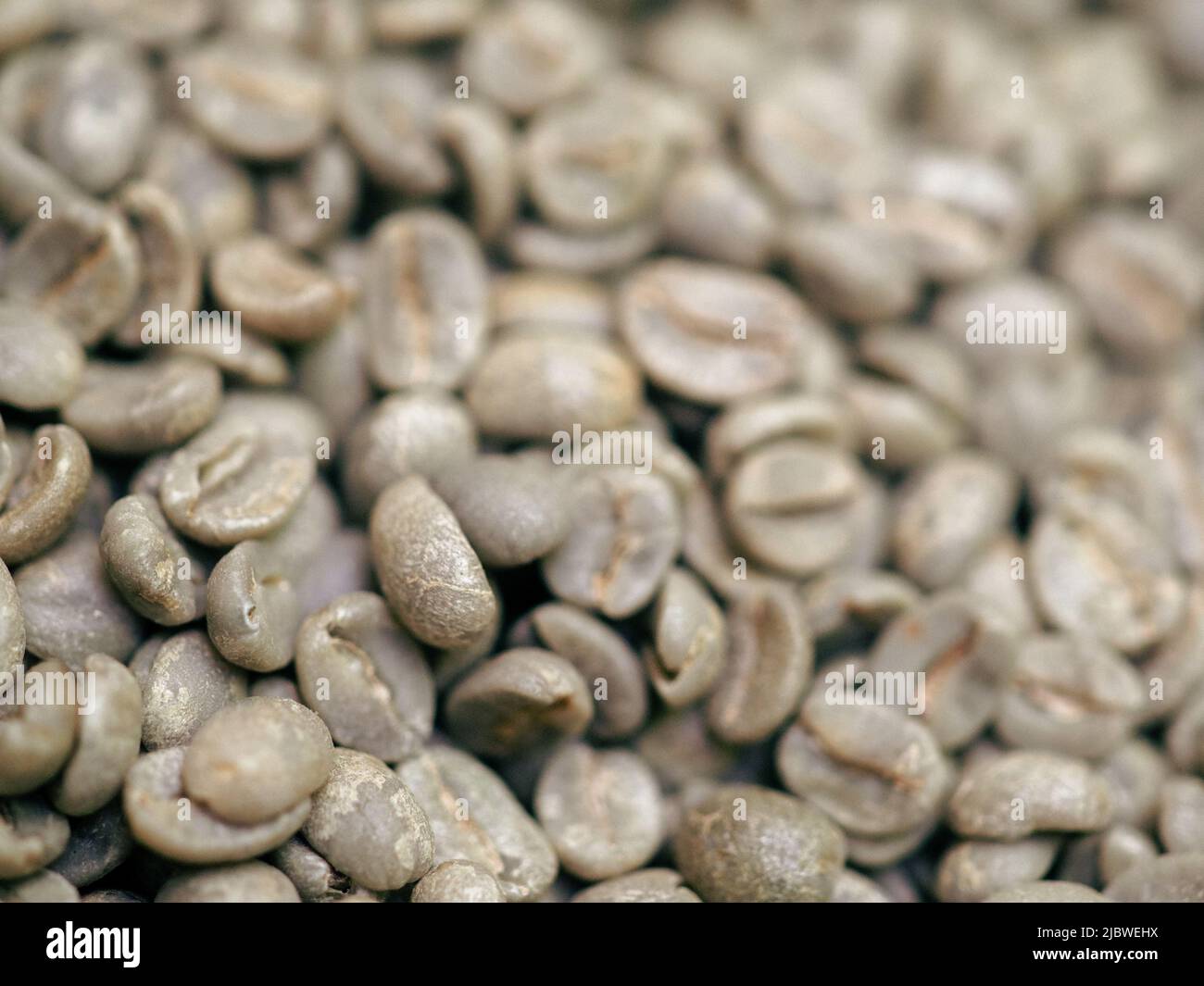 raw green coffee beans from bio ethical agriculture in costa rica Stock ...