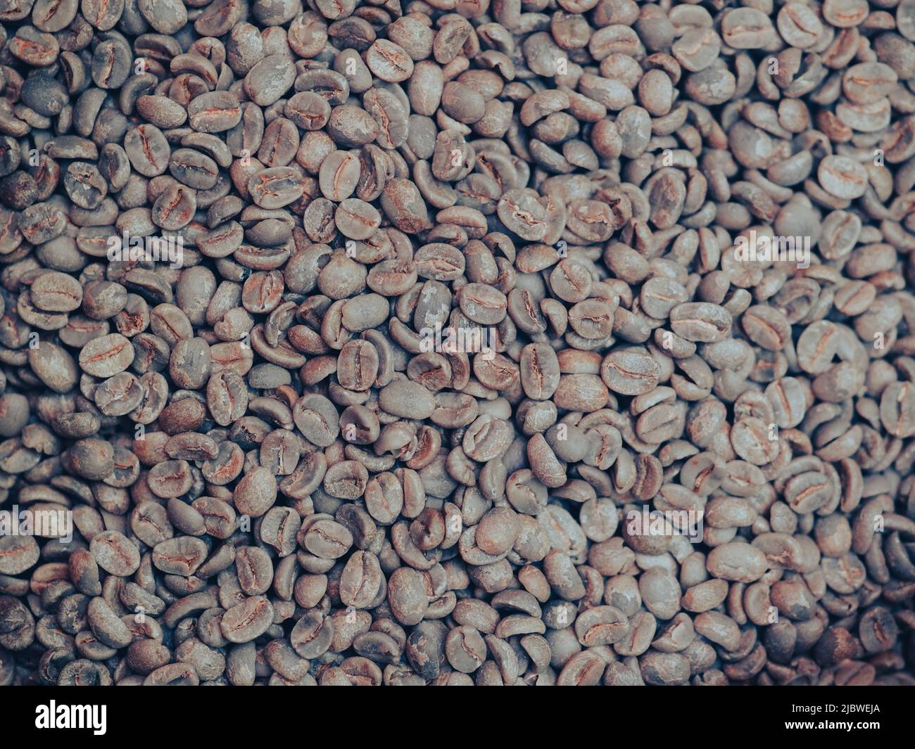 raw green coffee beans from bio ethical agriculture in costa rica Stock ...