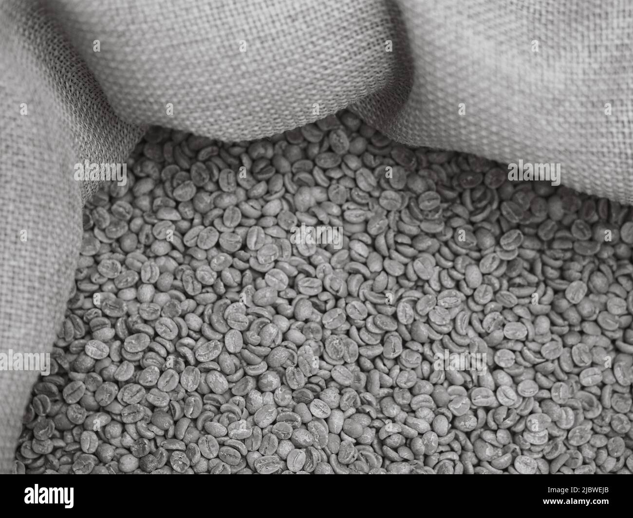 raw green coffee beans from bio ethical agriculture in costa rica Stock ...