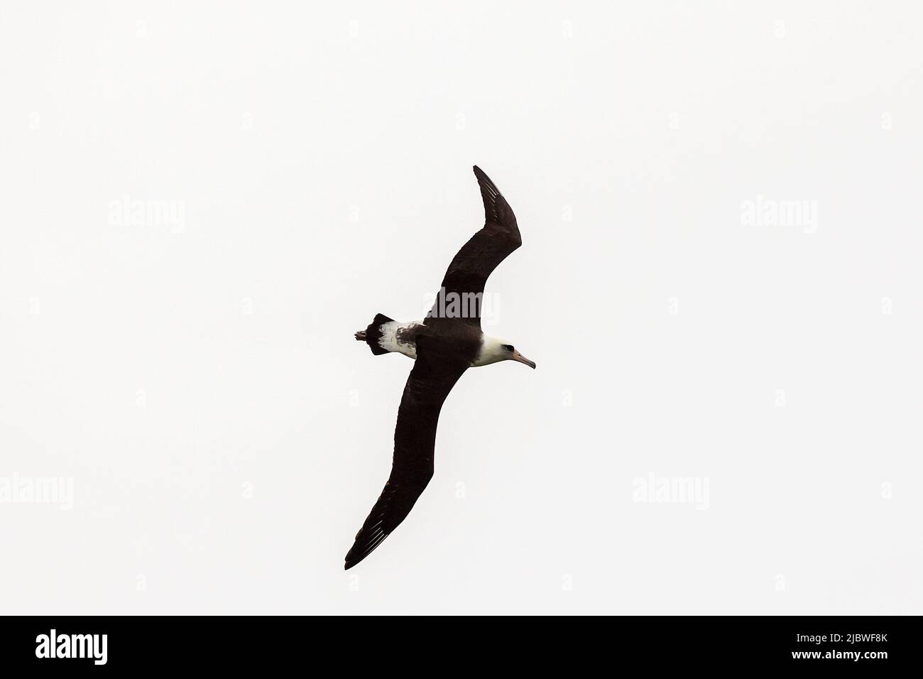 Laysan Albatross, Oahu, Hawaii Stock Photo - Alamy
