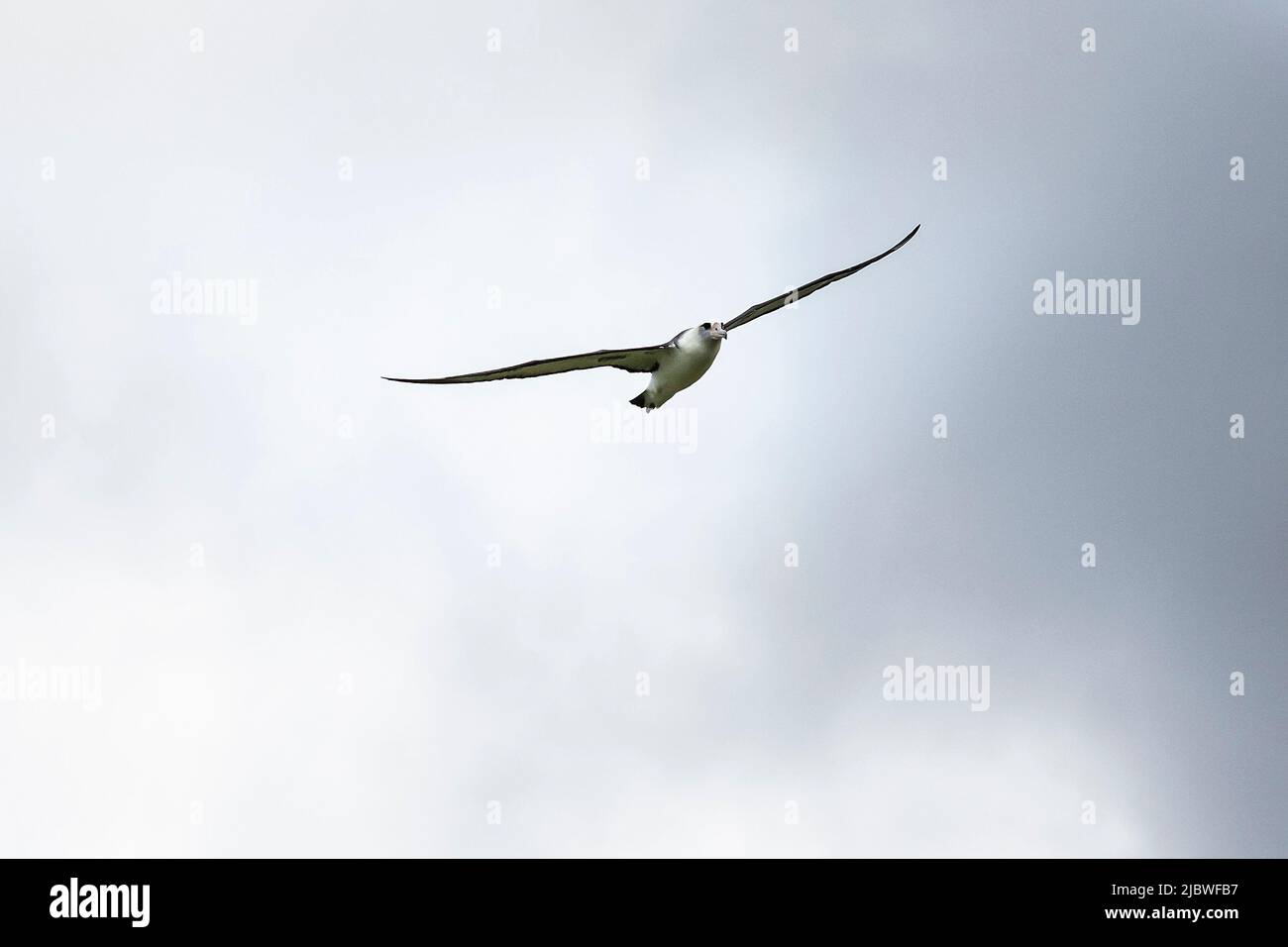 Saoaring albatross hi-res stock photography and images - Alamy