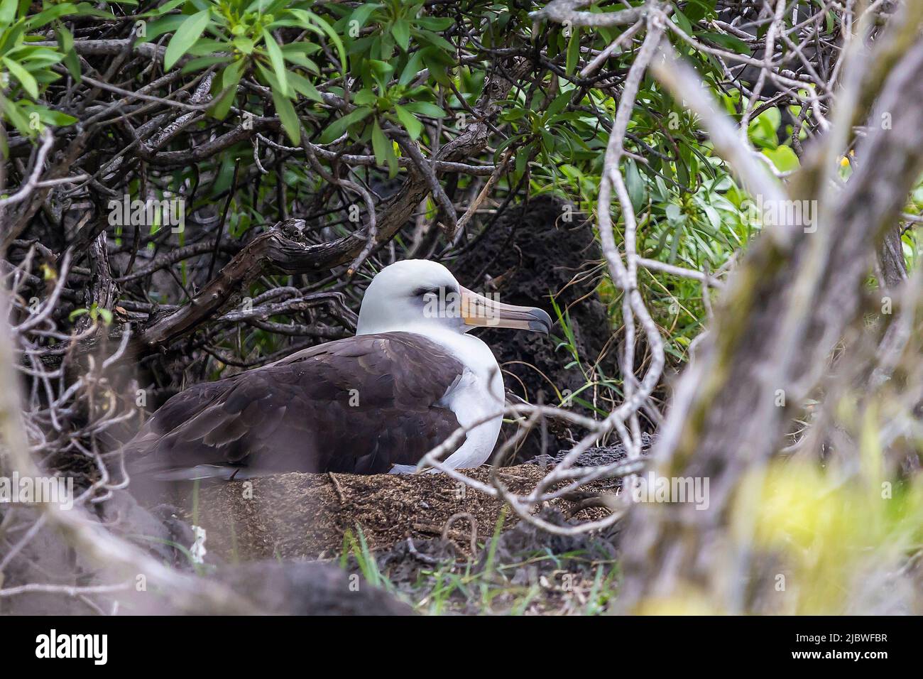 Kaena point natural reserve hi-res stock photography and images - Alamy