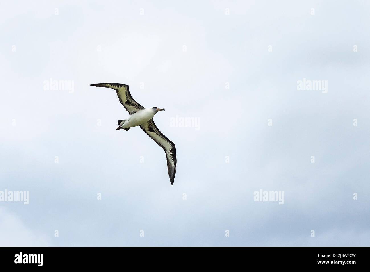 Laysan Albatross, Oahu, Hawaii Stock Photo - Alamy