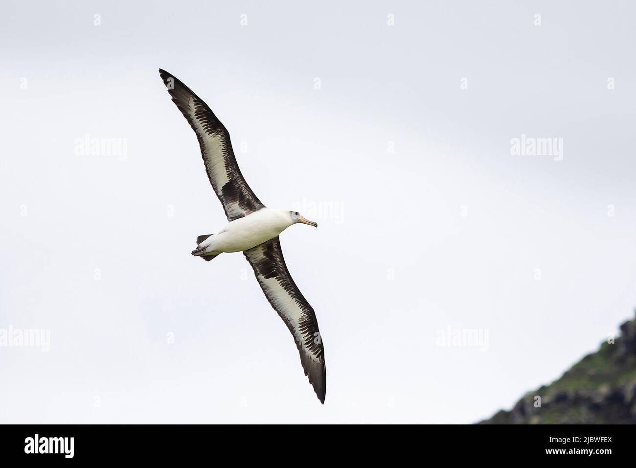 Laysan Albatross, Oahu, Hawaii Stock Photo - Alamy