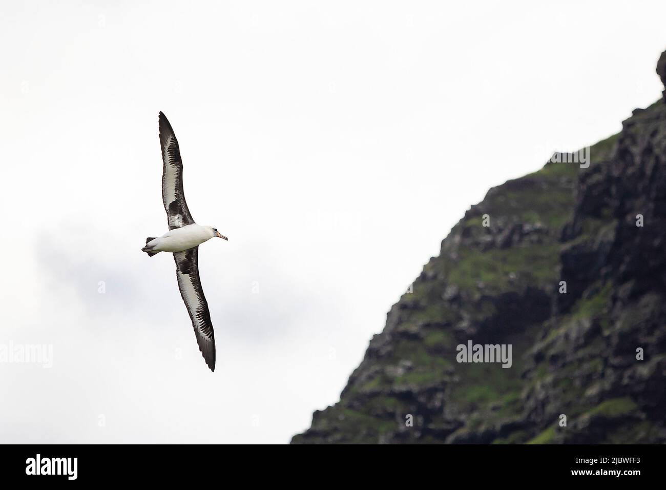 Saoaring albatross hi-res stock photography and images - Alamy
