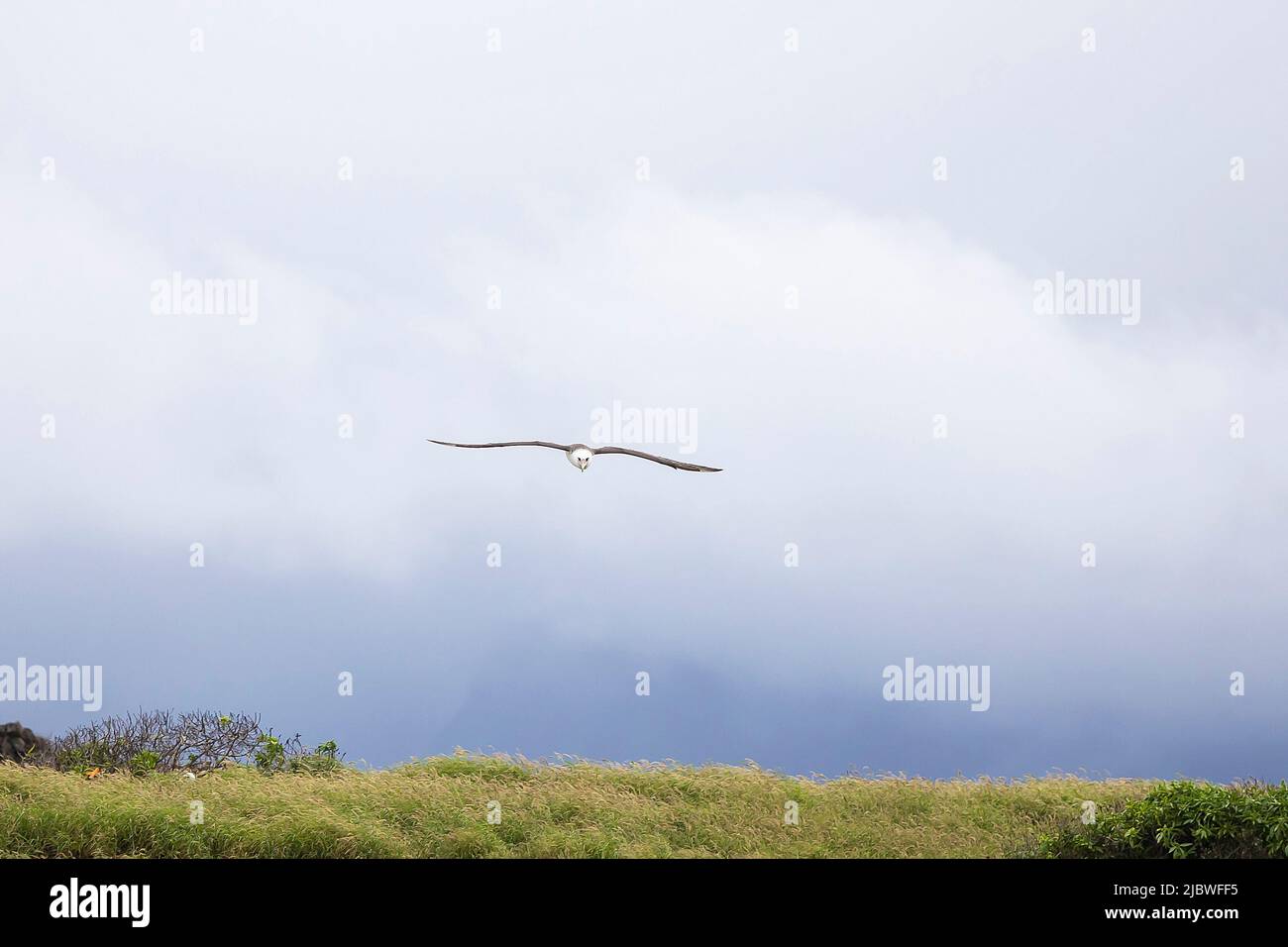 Saoaring albatross hi-res stock photography and images - Alamy