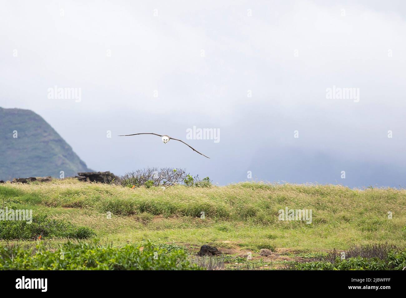 Laysan Albatross, Oahu, Hawaii Stock Photo - Alamy