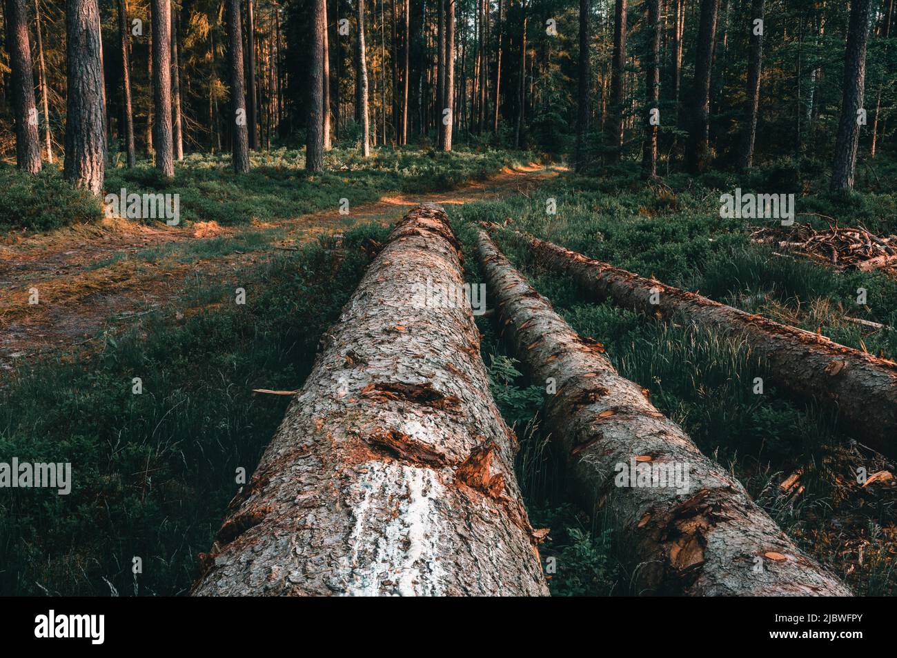 Three fallen pines surrounded by their living brothers Stock Photo - Alamy