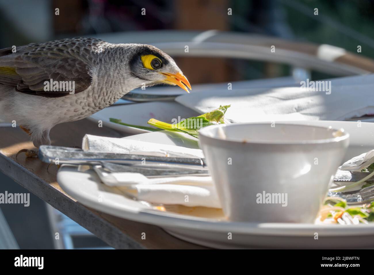 Noisy miner bird scavenging restaurant table after guest leave Stock ...