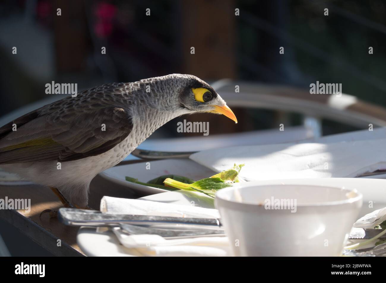 Noisy miner bird scavenging restaurant table after guest leave Stock ...