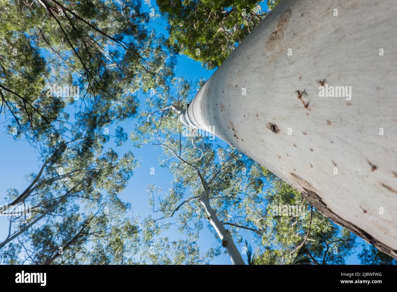 Large white eucalyptus tree with no bark towering overhead to canopy ...