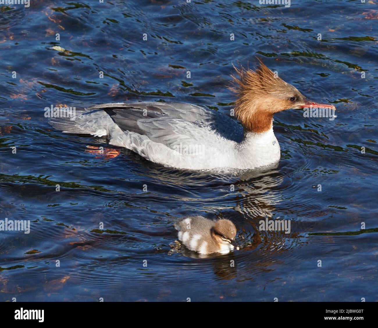 A female Goosander with one of her chicks, on a sunny day. The bright ...