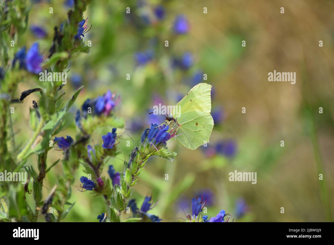 Butterfly viper hi-res stock photography and images - Alamy