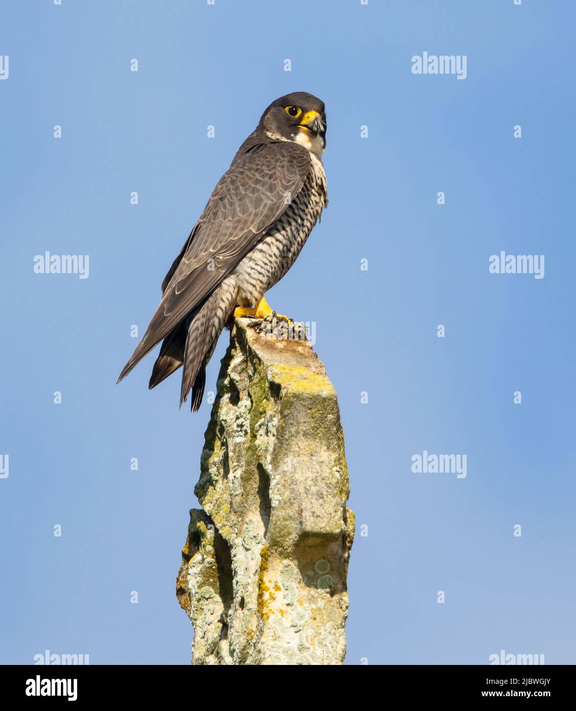 Female peregrine falcon hi-res stock photography and images - Alamy