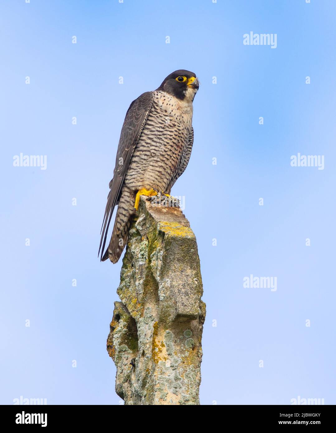 Female Peregrine Falcon at Tewkesbury Abbey in Gloucestershire Stock ...