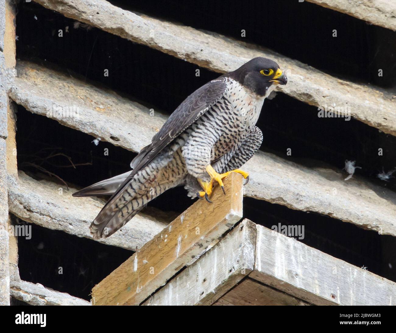 Female Peregrine Falcon at Tewkesbury Abbey in Gloucestershire Stock ...