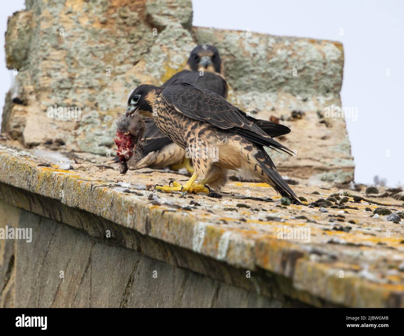 Peregrine falcon fledgling hi-res stock photography and images - Alamy