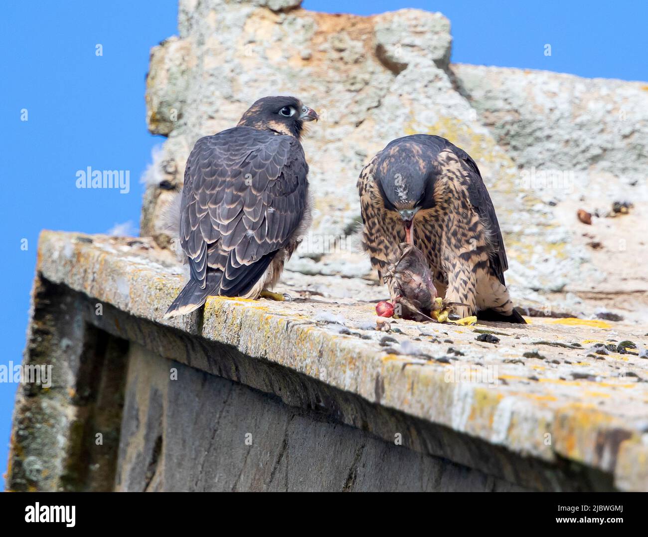 Peregrine falcon fledgling hi-res stock photography and images - Alamy