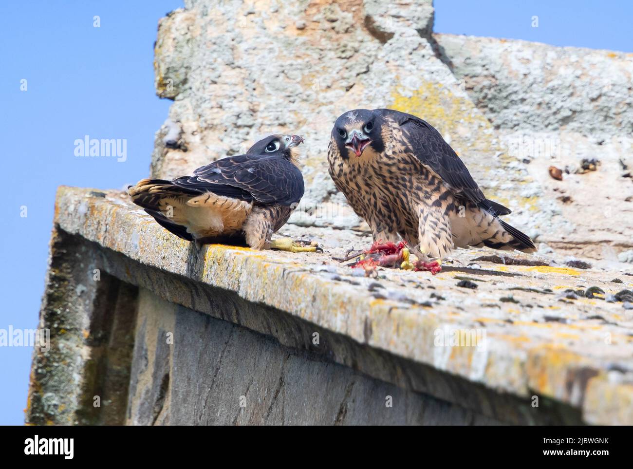 Peregrine falcon fledgling hi-res stock photography and images - Alamy