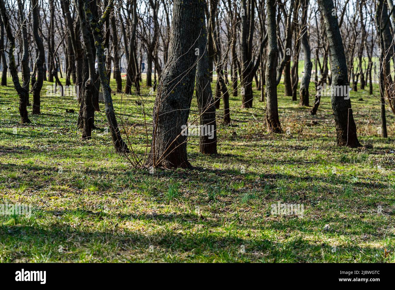 Tree trunks in a dense forest, way through rows of trees Stock Photo ...