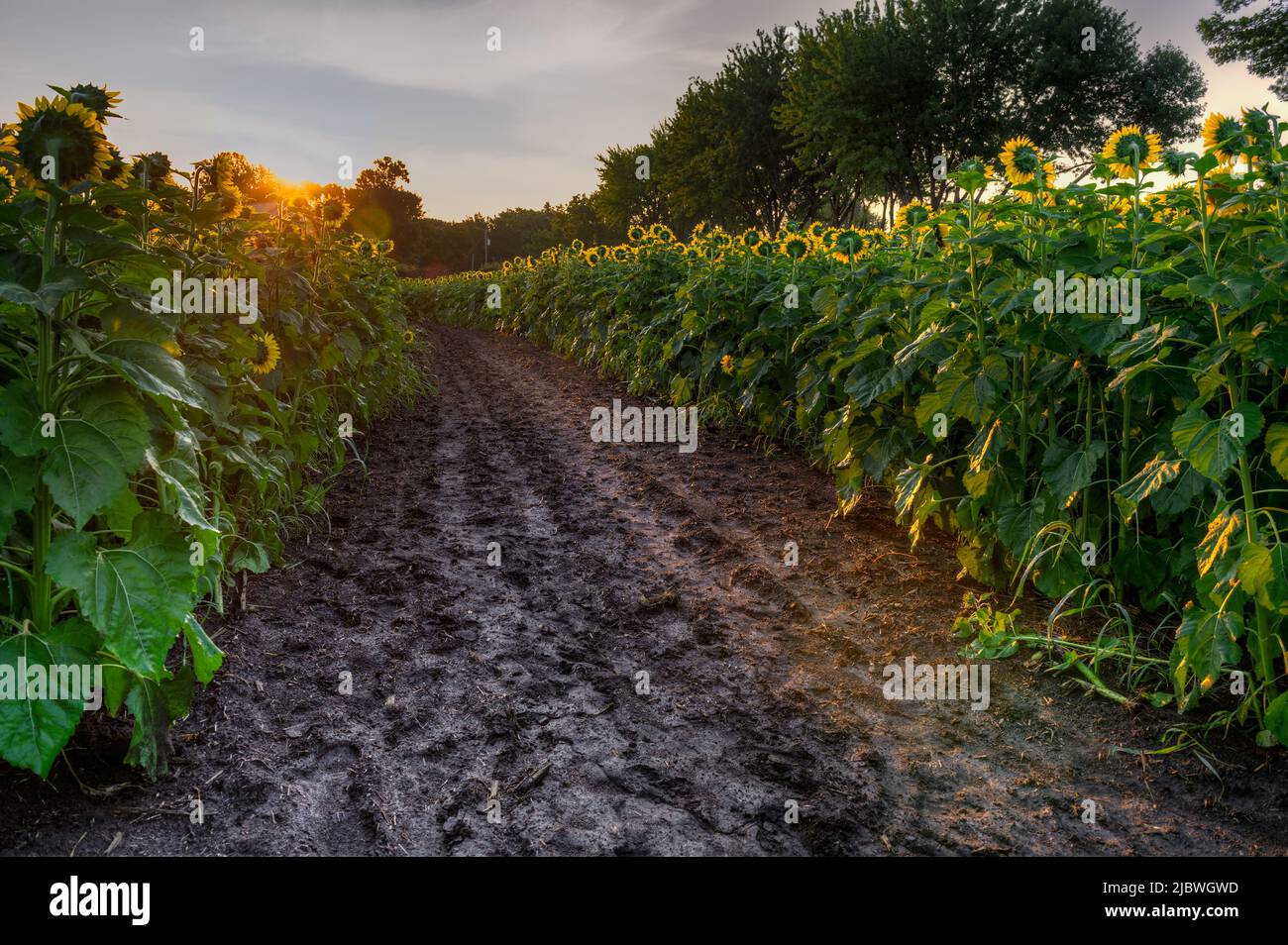 Muddy Opening in Sunflower Field Looks Into Rising Sun - summer Stock ...
