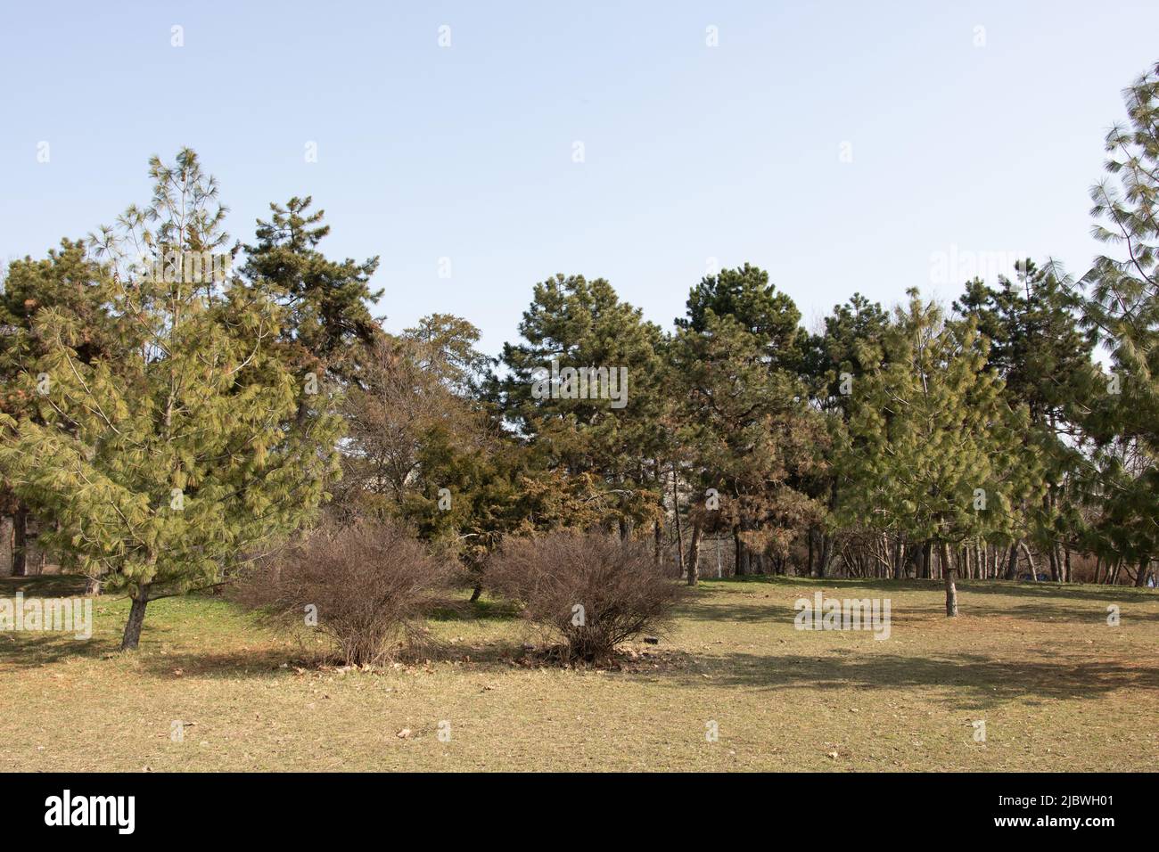Autumn in a park. Autumn scenery with brown leaves Stock Photo - Alamy