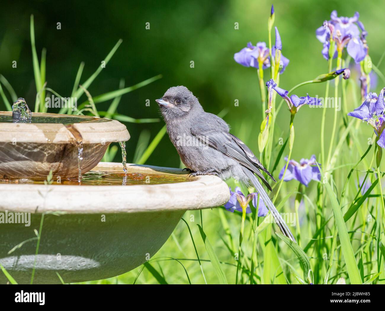 Jay hawk hi-res stock photography and images - Alamy