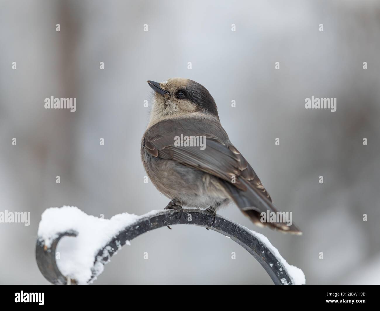 Canada jay hi-res stock photography and images - Alamy