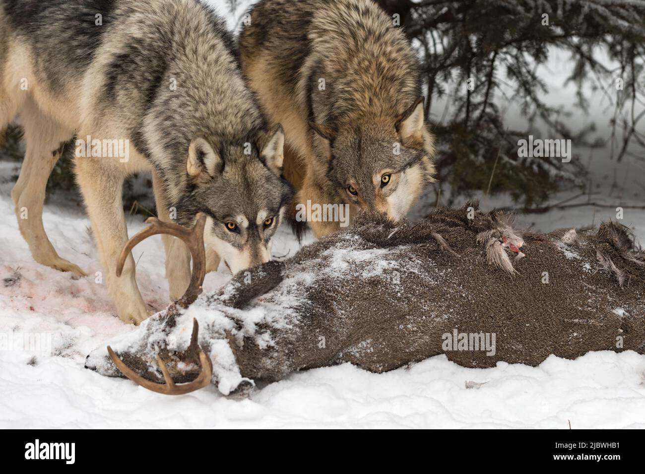 Grey wolf tail up hi-res stock photography and images - Alamy