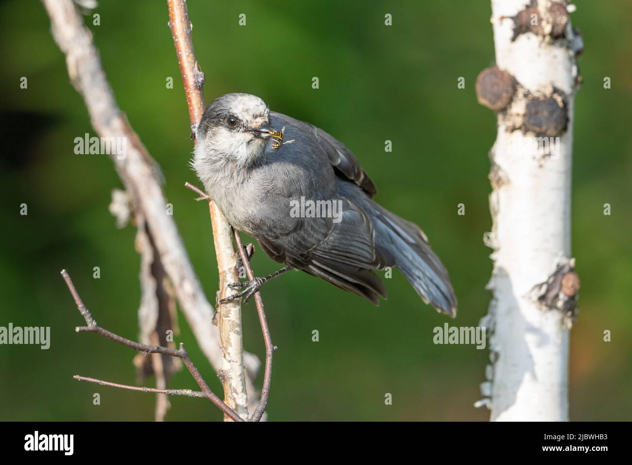 Gray Jay or Canada Jay in Alaska Stock Photo - Alamy