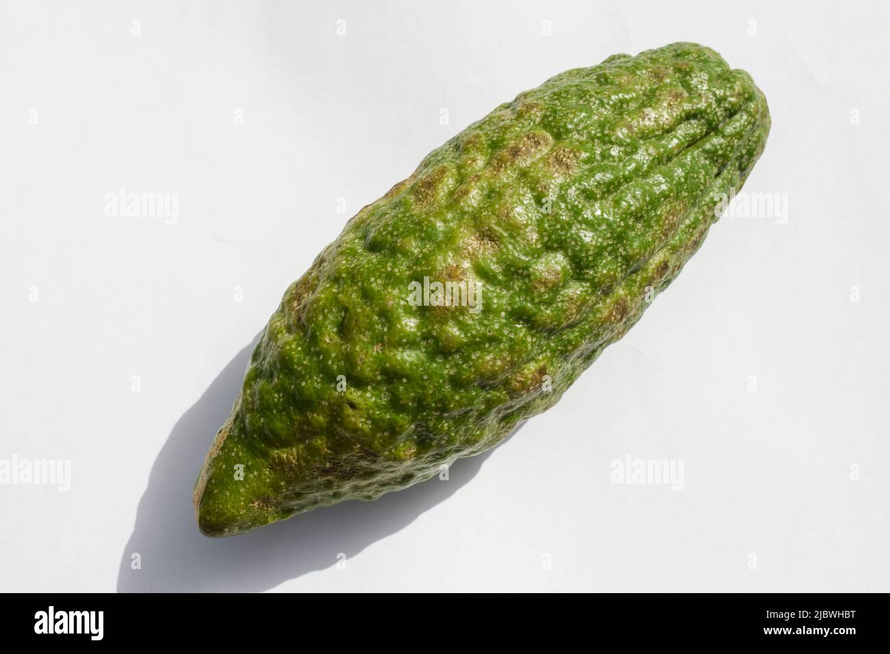 Indian fruit Bijora or Citron fruit, Sweet citrus fruit big sized long ...