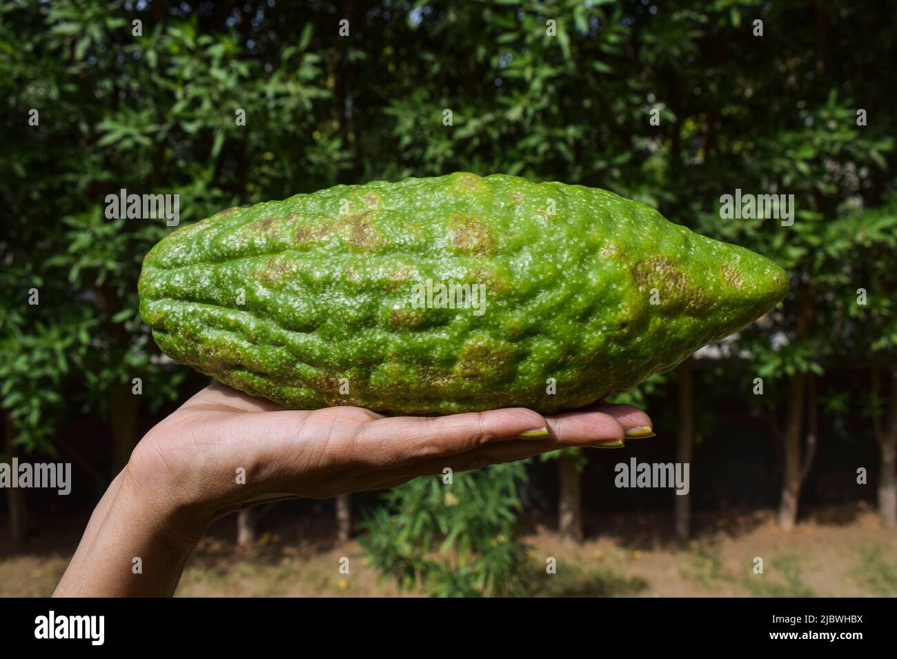 Female holding Indian fruit Bijora or Citron fruit, Sweet citrus fruit ...