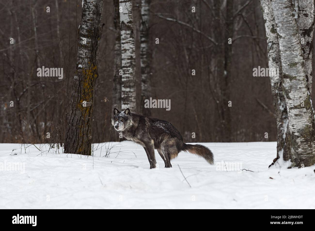 Black Phase Grey Wolf (Canis lupus) Squats to Poop in the Woods Winter ...