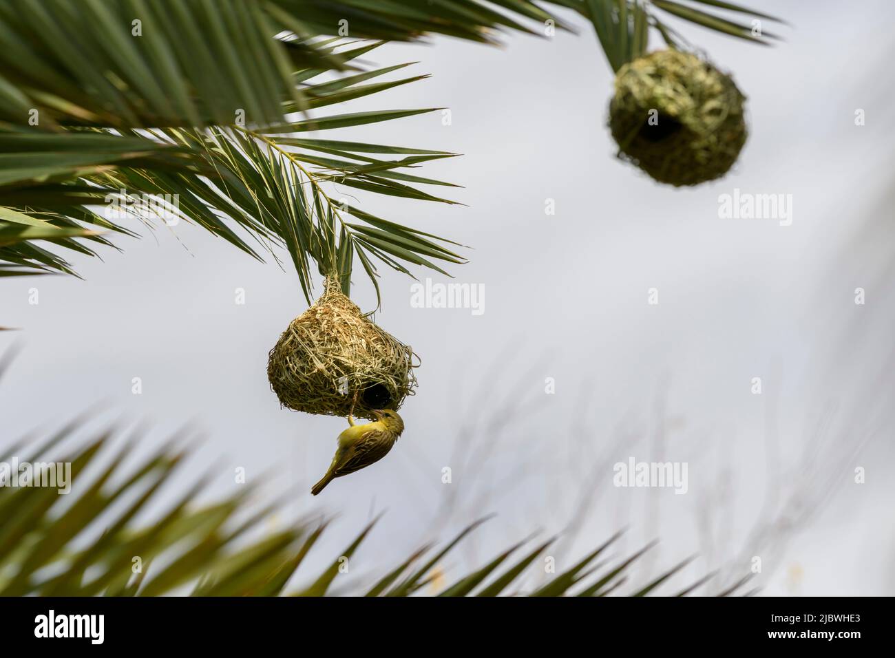 Weaver bird on the tree. Weaver makes nest Stock Photo - Alamy