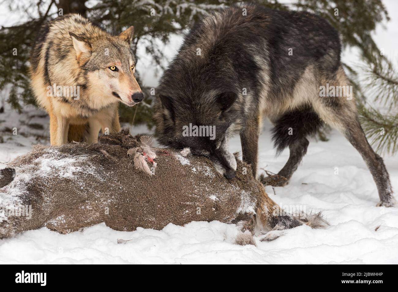 Grey Wolf (Canis lupus) Looks Up While Black Phase Takes Bite of White ...