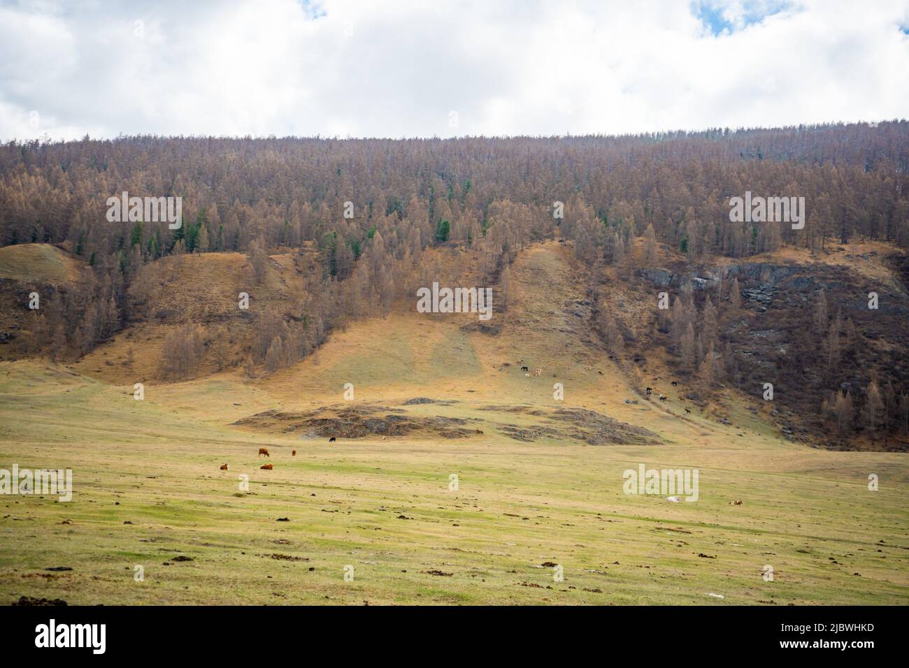 Panorama of valley with spring rain in Altai mountains of the Katun ...