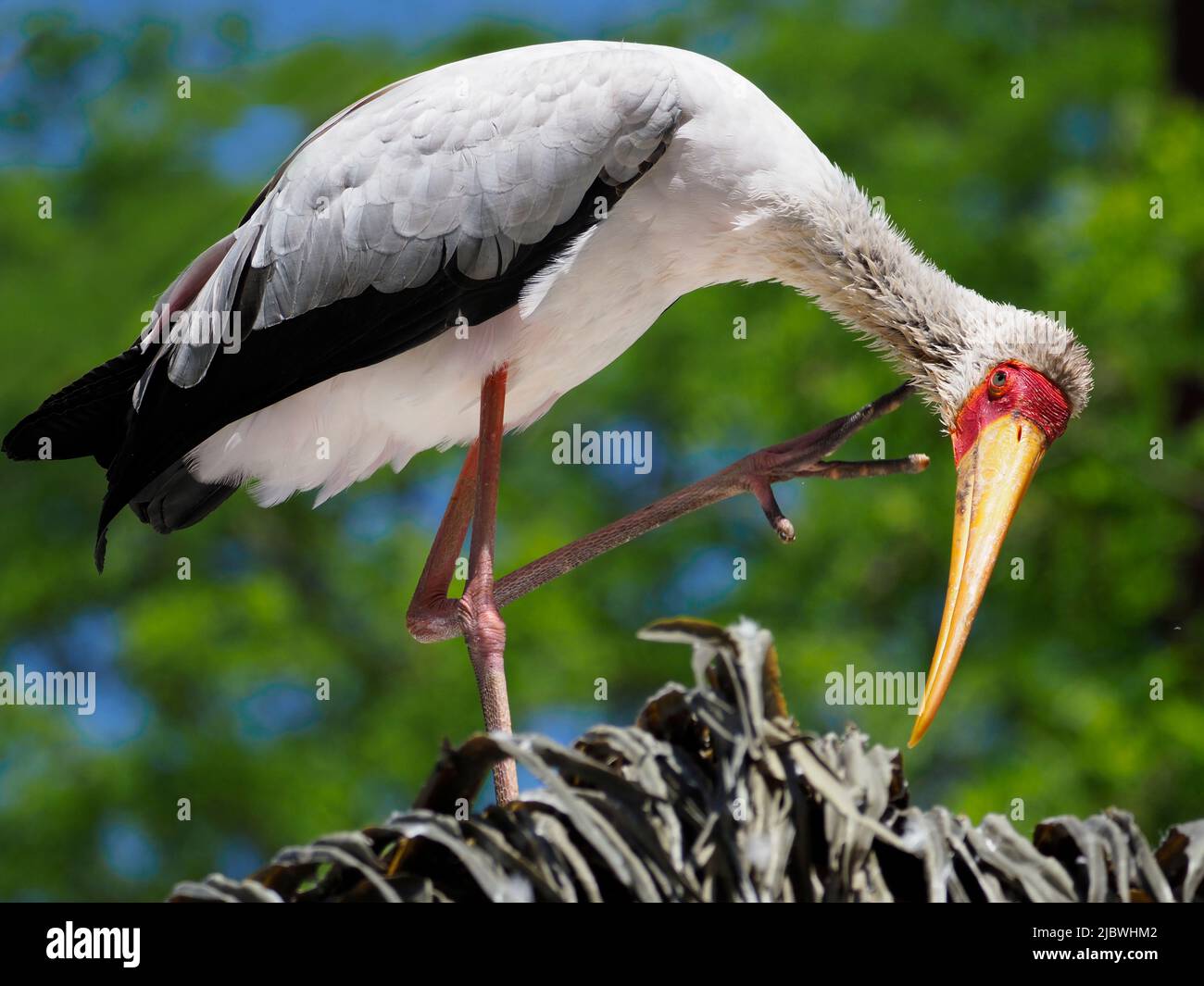 Yellow-billed stork (Mycteria ibis) perched on tree a raised paw Stock ...