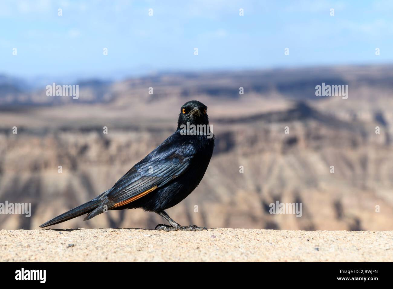 Pale-winged Starling (Onychognathus nabouroup), Fish river canyon in ...