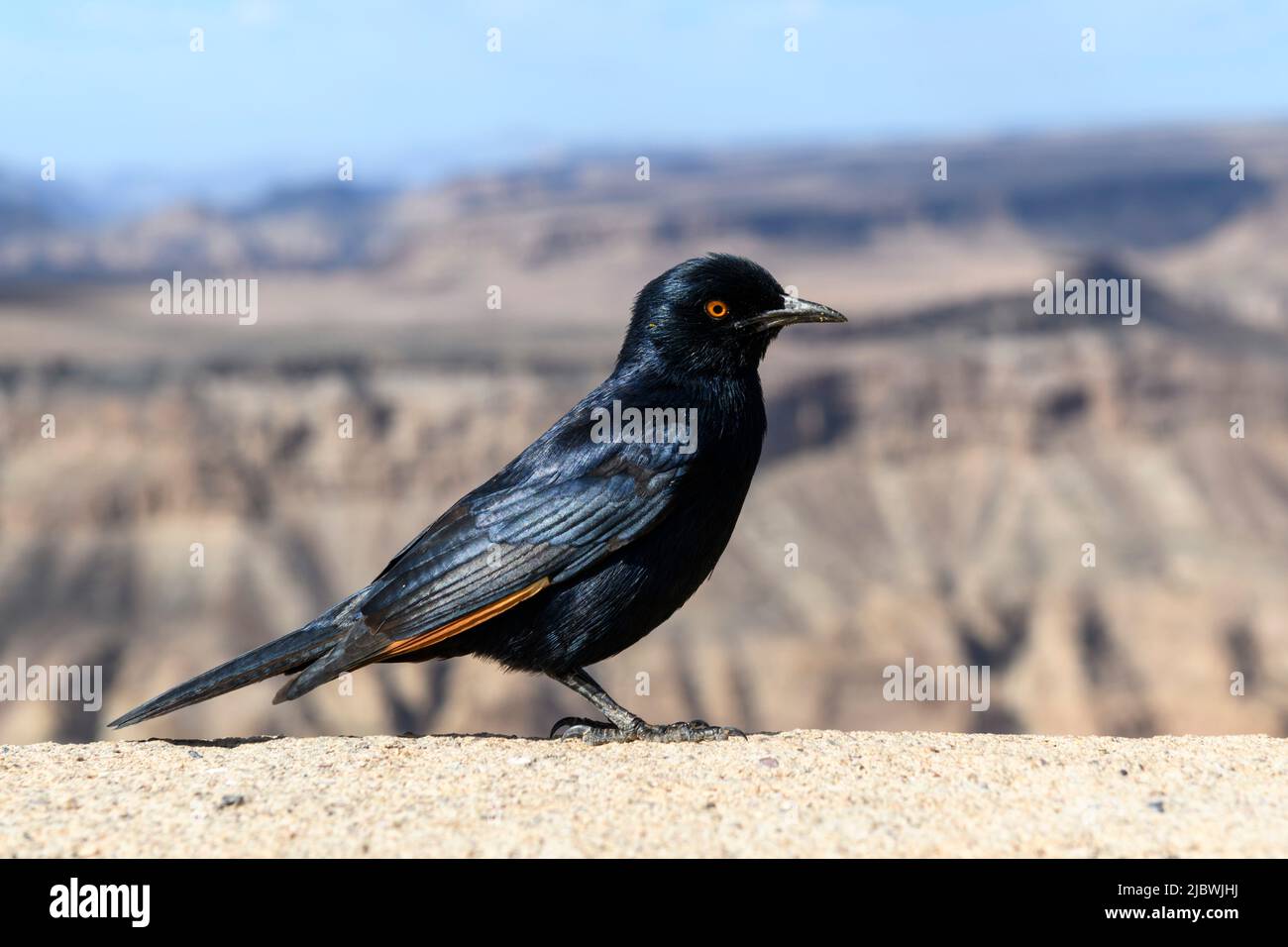 Pale-winged Starling (Onychognathus nabouroup), Fish river canyon in ...