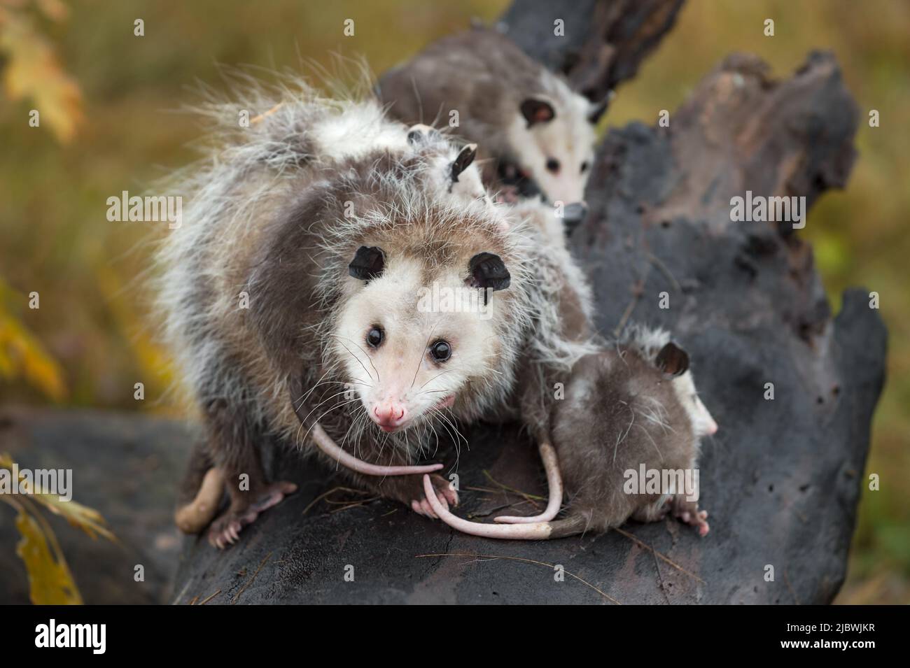 Virginia Opossum (Didelphis virginiana) Looks Out Surrounded by Joeys ...