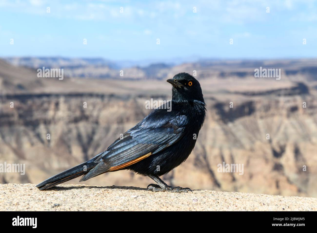 Pale-winged Starling (Onychognathus nabouroup), Fish river canyon in ...
