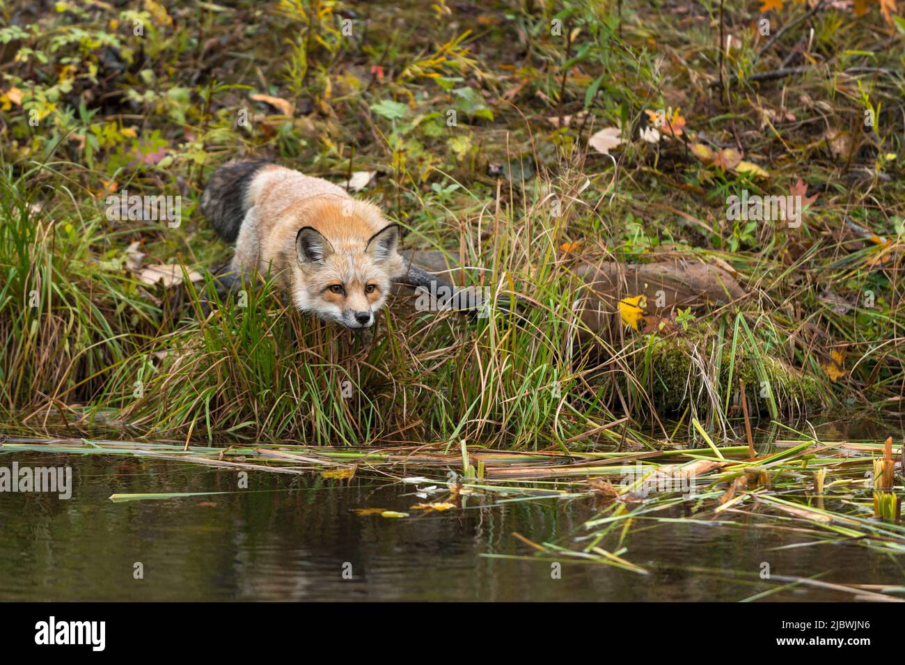 Amber Phase Fox (Vulpes vulpes) Lays Out Over Water on Shoreline Autumn ...