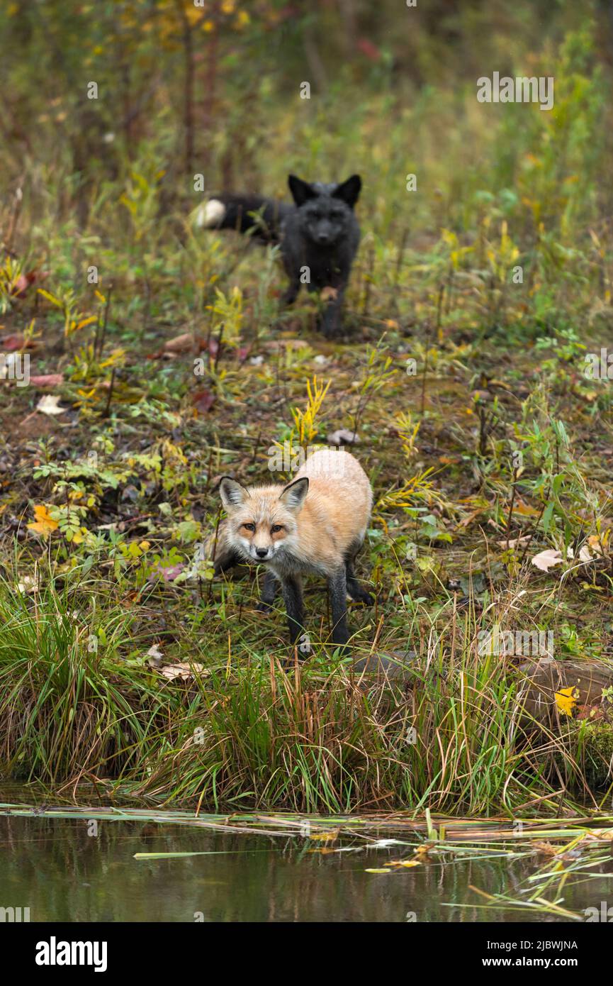 Amber Phase Fox (Vulpes vulpes) Looks Out Silver Fox Behind Autumn ...