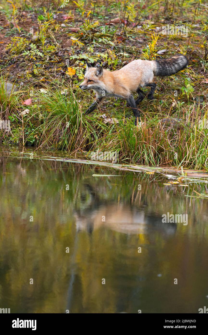Amber Phase Fox (Vulpes vulpes) Runs Left Reflected in Water Autumn ...